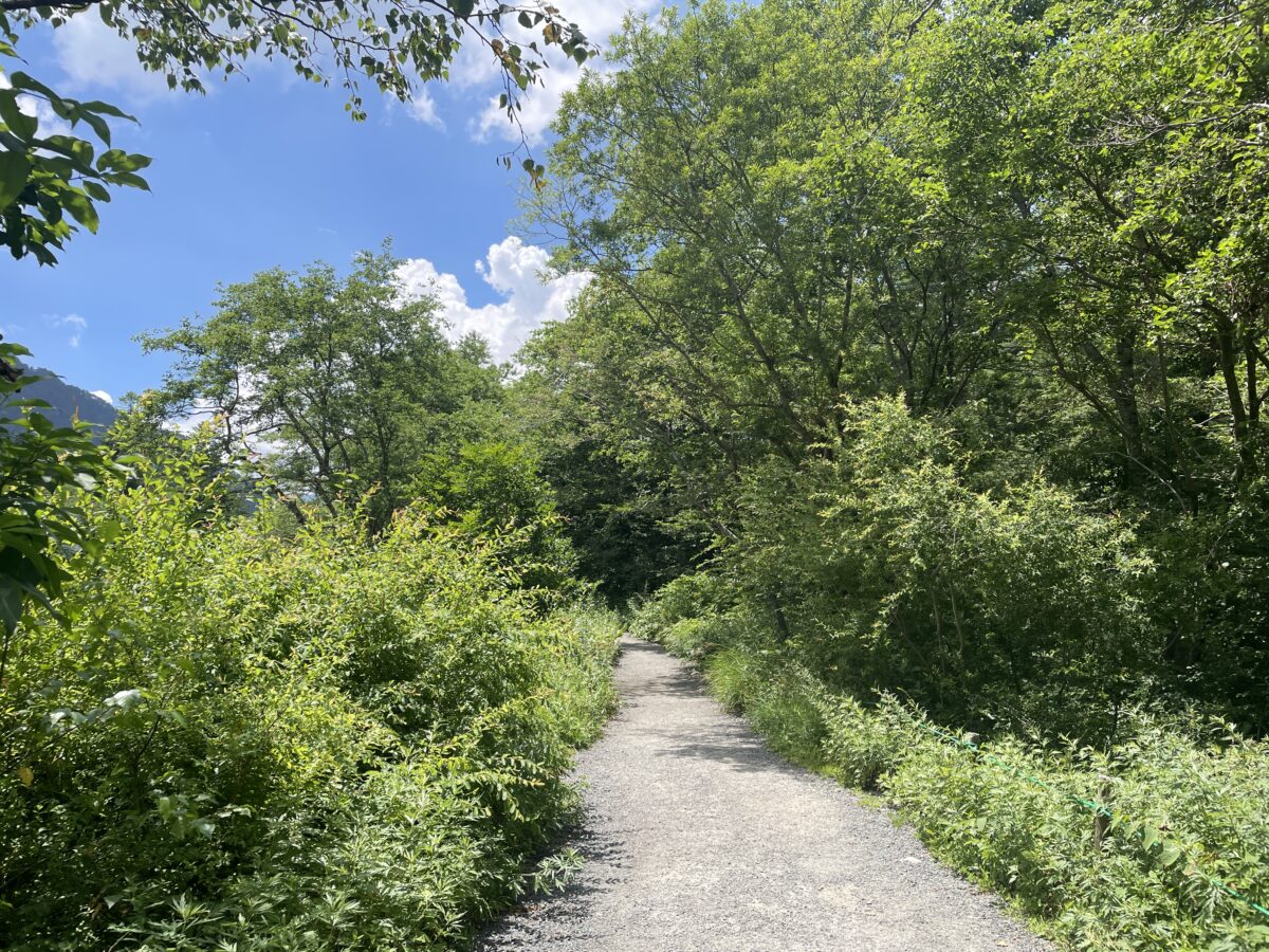 【上高地おすすめ散策コース】大正池と夏のお花たち